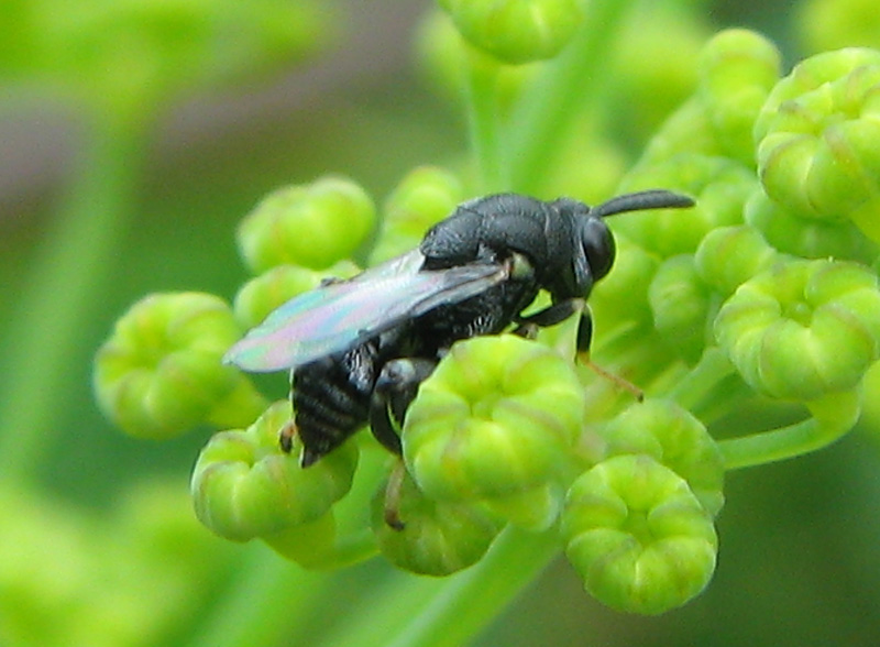 ハエヤドリアシブトコバチ