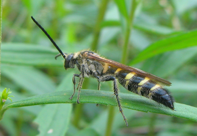 キンケハラナガツチバチ