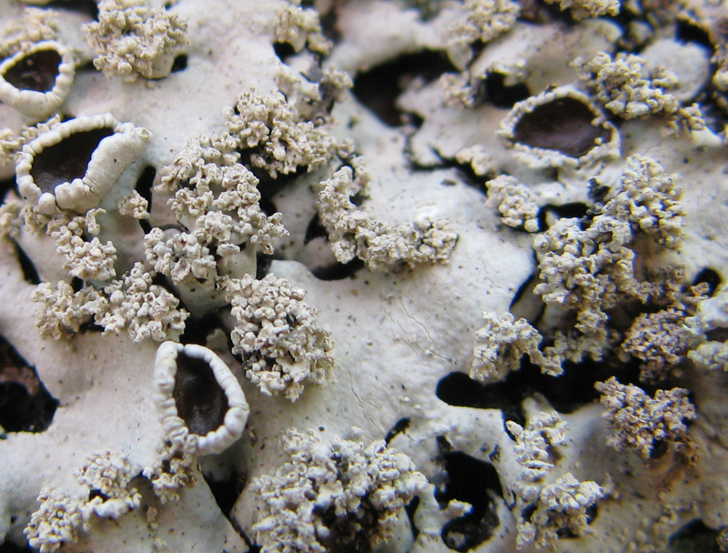 コナヒウメノキゴケ Xanthoparmelia orientalis