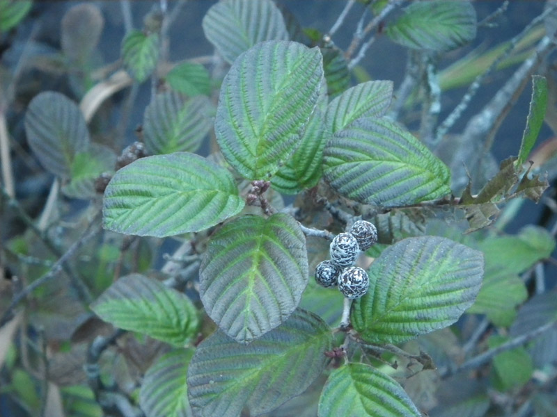 被子植物図鑑カワラハンノキ