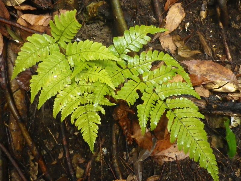 金華山のシダ植物